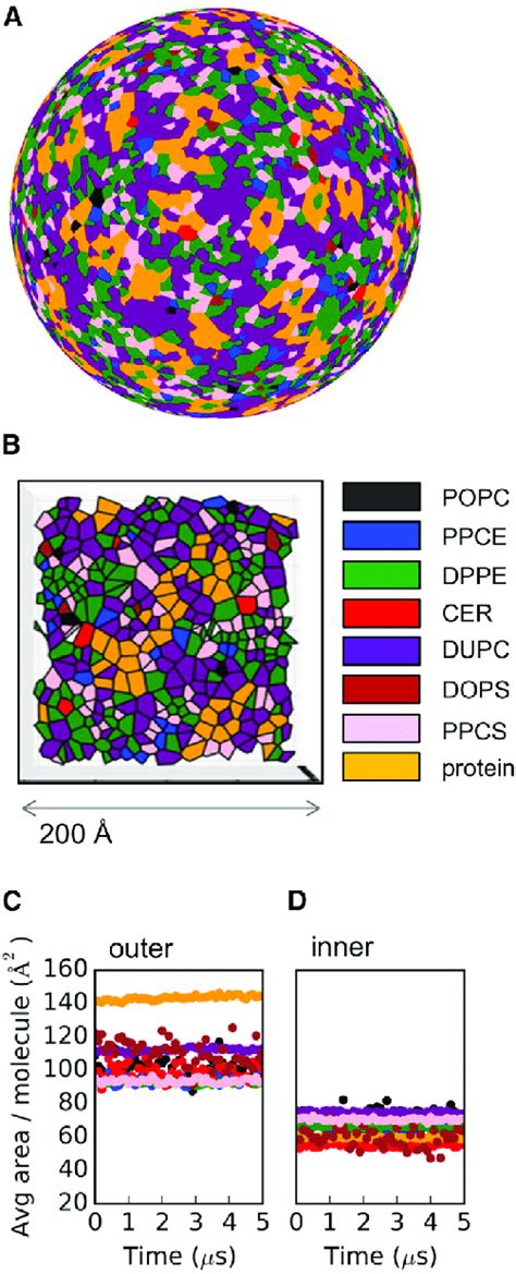 Lipid Surface Areas Dengue Virion Outer Leaflet Spherical Voronoi