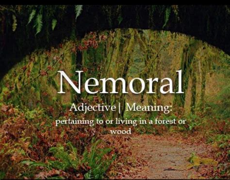 Unusual Words With Beautiful Definitions Adjectives That Mean Nature
