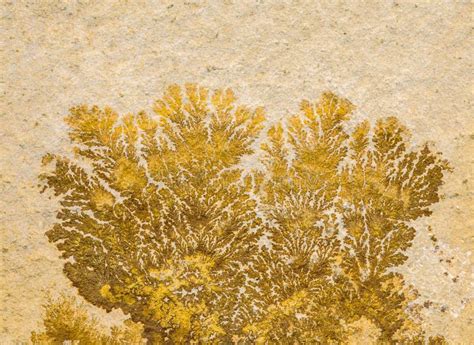 Imprint Of A Fossilized Plant Leaf Stock Image Image Of Leaf Plants