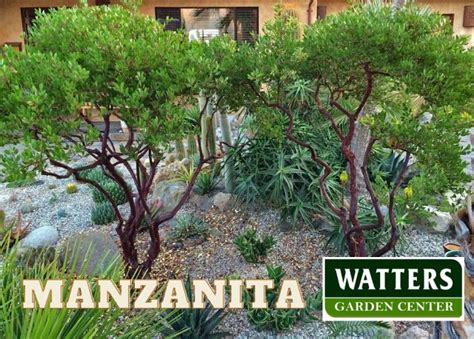 12 Medicinal Plants Of Arizona With Herbal Uses Watters Garden Center