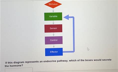 Solved If This Diagram Represents An Endocrine Pathway