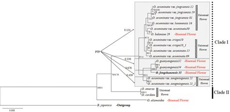 Phylogenetic Tree And Ptp Analysis Of O Fengshanensis Download