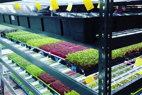 Ultimate Microgreen Cheat Sheet Learn How To Grow Microgreens