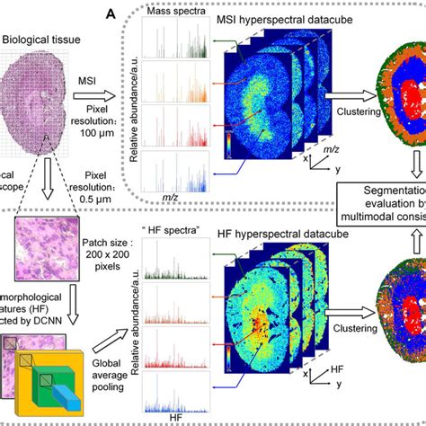 The Overview Of Tissue Segmentation Based On A Msi Data And B