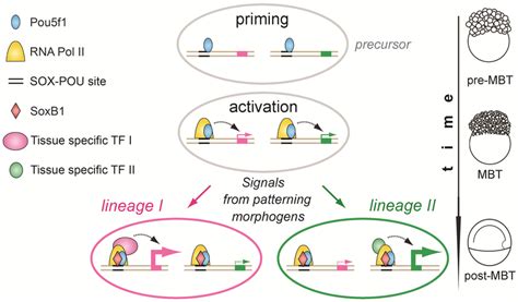 Priming Activation Timing Model Of Zga Activators During Early