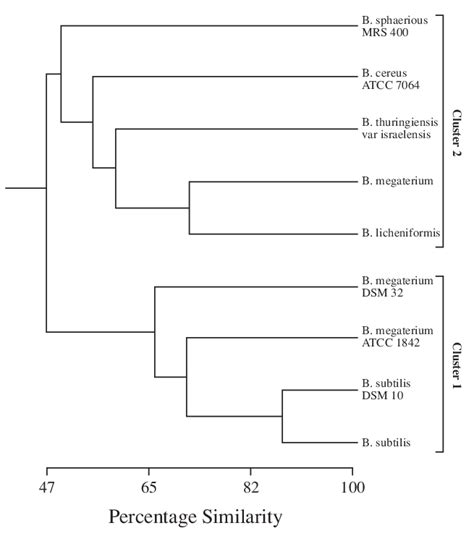 Electrophoretic Protein Patterns And Dendrogram Based On Unweighted