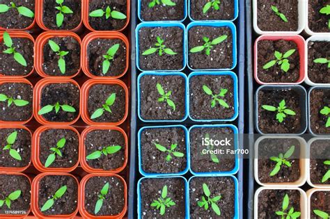 트레이에 냄비에 토마토와 고추의 묘목 클로즈업 맨 위 보기입니다 배경 텍스처 새싹에 대한 스톡 사진 및 기타 이미지 새싹