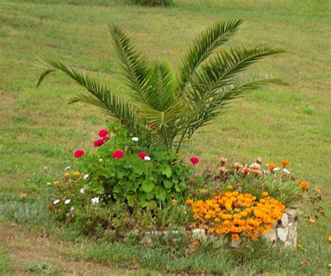 Flower Bed Plants Of Summer With A Palm Tree Stock Photo Image Of