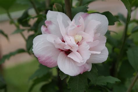 평화 아사달계 무궁화10품종 무궁화연대