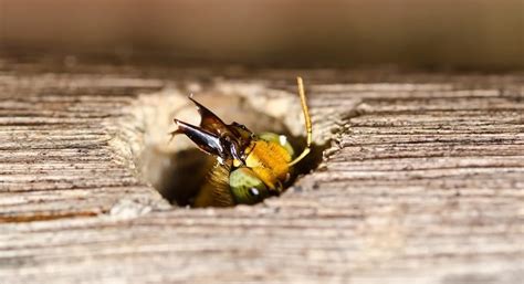 The Bargain Bird How To Stop Carpenter Bees From Destroying Your Home