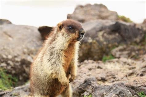 Tarbagan Ou Marmotte De Mongolie Photo Et Description Livre Rouge à