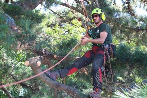 A Comprehensive Guide To Maintenance HRG Tree Surgeo