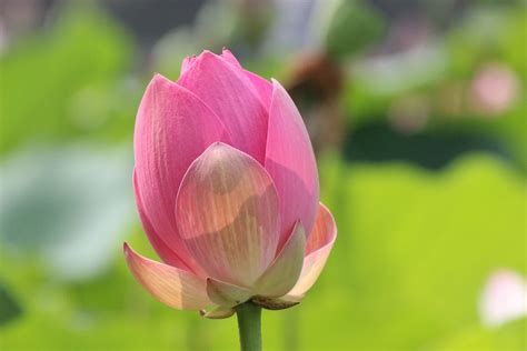 로터스 싹 꽃 Pixabay의 무료 사진