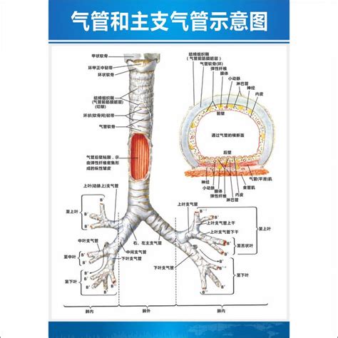 Oimg 呼吸支气管肺部解剖海报解剖图医院科室人体解剖图墙贴海报 Al 9 相纸80x120厘米【图片 价格 品牌 评论】 京东