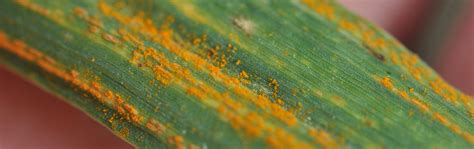 Cereal Rust Risk Prairie Crop Disease Monitoring Network