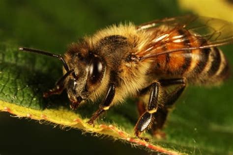 Пчелни майки с лоши качества ли са причина за проблемите в семейството Български Фермер