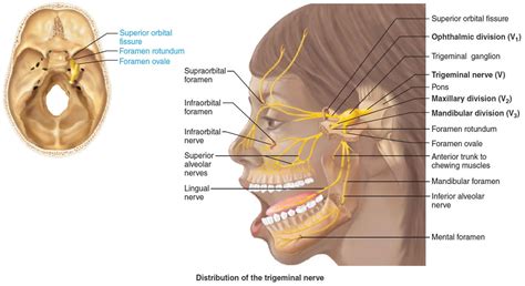 Trigeminal Nerve Anatomy Branches Distribution Function Damage And Pain