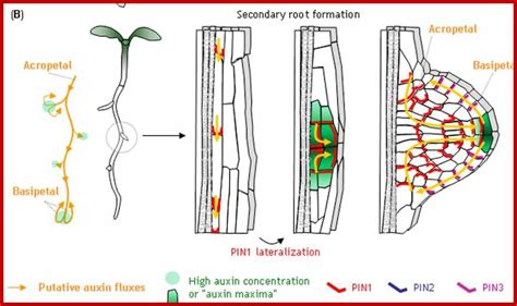 تکمیل جوانه زنی بذر و رشد ریشه چه دی مگ تکمیل جوانه زنی بذر و رشد