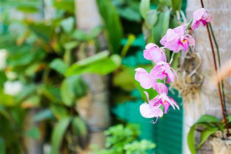 Gallery Of Photos Videos Almond Tree Inn Adult Only