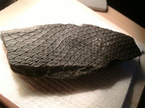 Lepidodendron Bark Member Collections The Fossil Forum