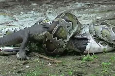 Menacing Python Swallows Massive Alligator WHOLE In Nightmare Video Daily Star