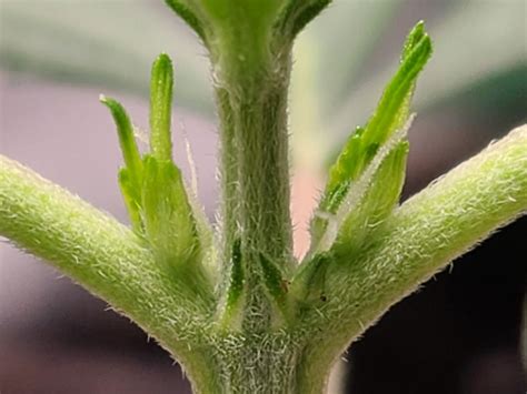 Day Old Auto Showing Sex Closeup R Autoflowers