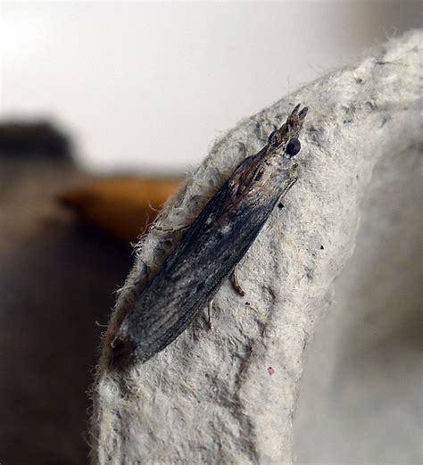 Mediterranean Flour Moth