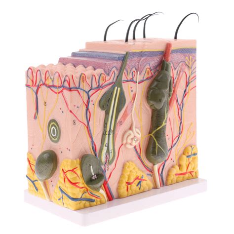 150 Skin Tissue Model Anatomical Subcutaneous Model Anatomy Science