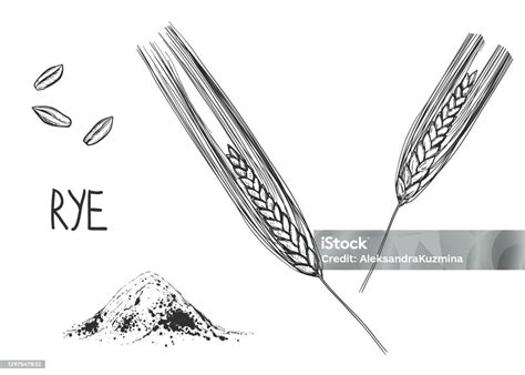 손으로 그린 스케치 흑백 귀 호밀 잎 곡물 밀가루 세트 벡터 그림입니다 그래픽 스타일 라벨 카드 스티커 메뉴 패키지의 요소 각인된 스타일 일러스트레이션입니다 0명에 대한