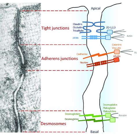 Schematic Overview Of The Different Secretion Systems Of Gram Negative Download Scientific