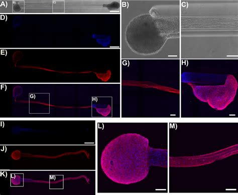 Video Anatomically Inspired Three Dimensional Micro Tissue Engineered