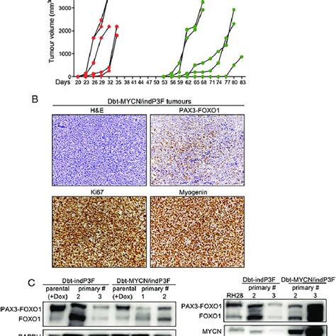 Generation Of The Doxycycline Inducible Pax3foxo1 Expression System In Download Scientific