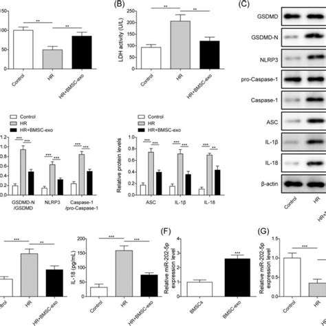 Isolation And Identification Of Bmsc‐derived Exosomes A Exosome Download Scientific Diagram
