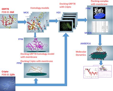 Flowchart Of The Approach Moe Homology Models Hex Docking Download Scientific Diagram