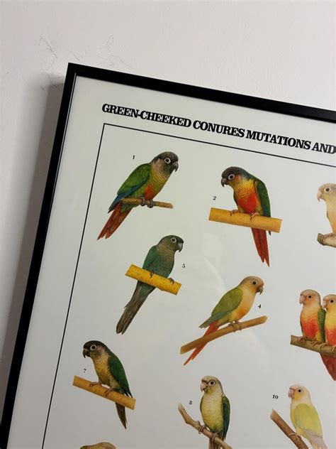 Green Cheek Conures Parrot Mutation Poster Parrot Species Chart