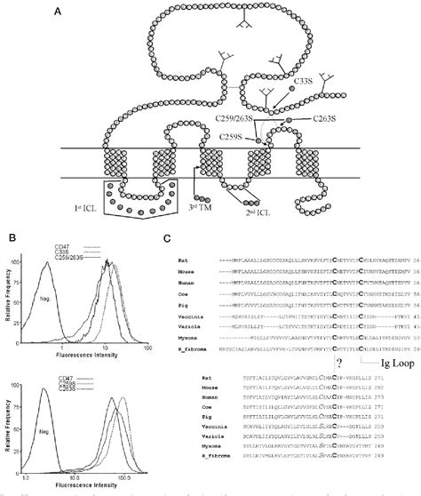 Figure 1 From Normal Ligand Binding And Signaling By Cd47 Integrin