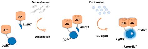 Sensors Free Full Text A Genetically Encoded Bioluminescence Intracellular Nanosensor For