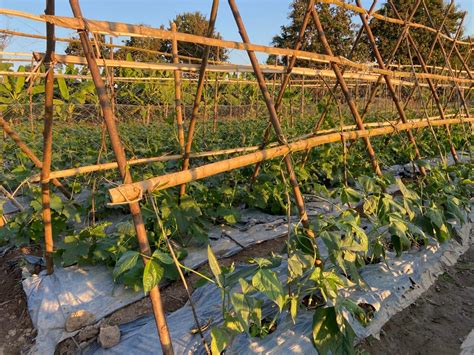 Green Pole Bean Trellis How To Make A Green Bean Trellis Using Welded