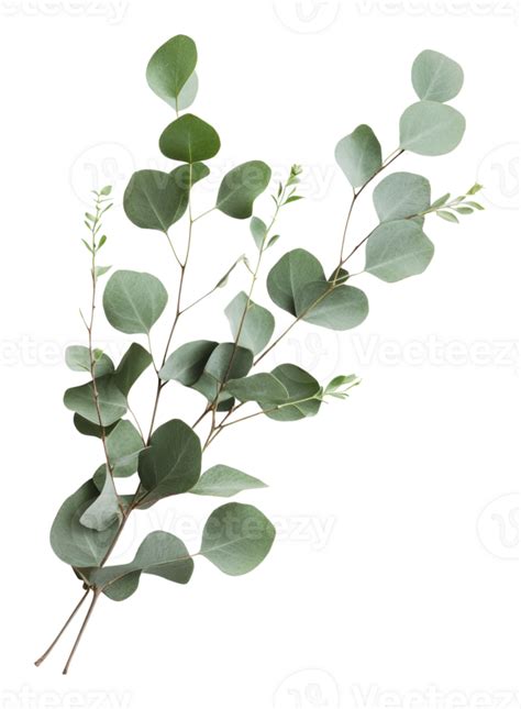 Eucalyptus Branches For Natural Decor 52658484 Png
