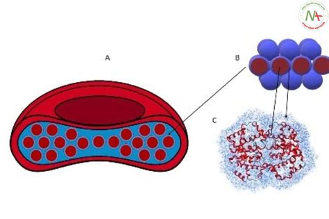 Hóa học Hemoglobin Cấu tạo tính chất các bệnh di truyền Hemoglobin