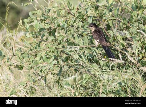 Jacobin Cuckoo Clamator Jacobinus Sometimes Known As The Black And
