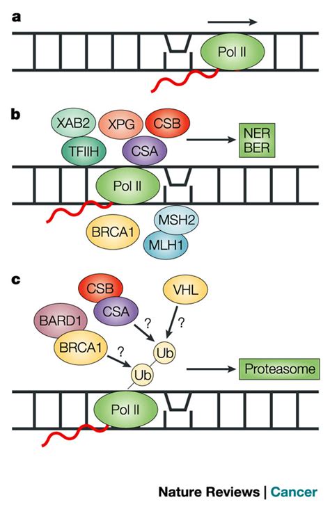 Recovery Of Rna Synthesis Rna Polymerases Stalled By Bulky Lesions Or