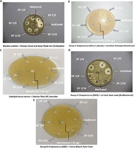 Typical Microbial Growth Of Gram Positive Bacteria In The Presence Of Download Scientific
