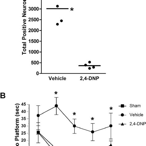 The Mitochondrial Uncoupler 24 Dnp Reduces Neuronal Cell Death In The