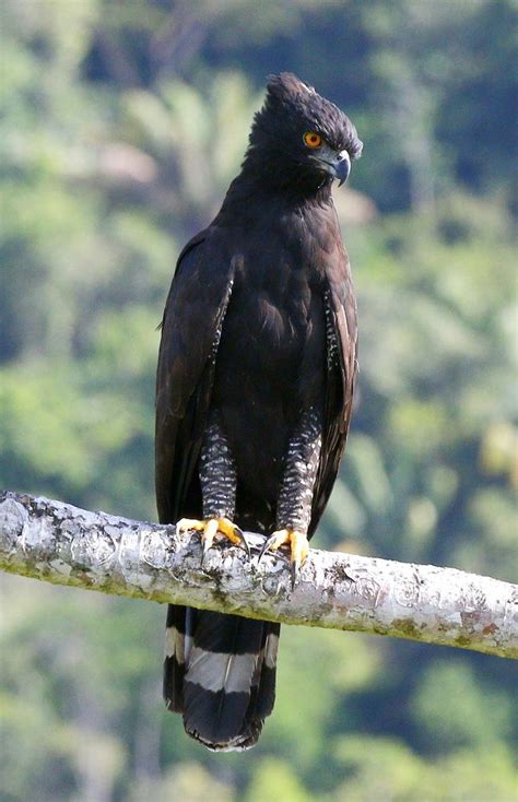 Foto Gavião Pega Macaco Spizaetus Tyrannus Por Paulo Caputo Aves De
