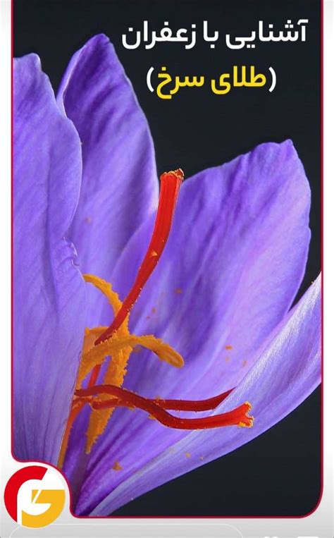 طلای سرخ چیست ؟ طلای سرخ قائنات