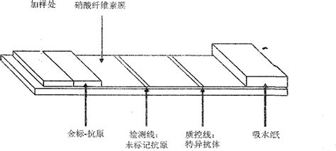 Direct Application Of Recombinant Fusion Proteins In Rapid Diagnostic Tests Eureka Patsnap