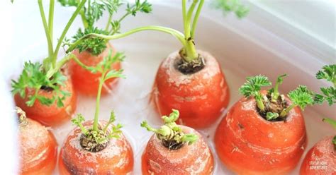 How To Regrow A Carrot Indoors Carrot Top A Step By Step Guide