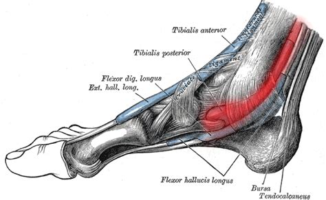 Posterior Tibial Tendonitis Theraband Online Cdlguaiba Com Br
