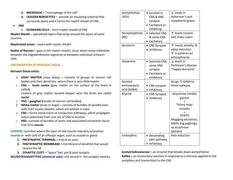 SOLUTION Anatomy And Physiology Nervous System Studypool
